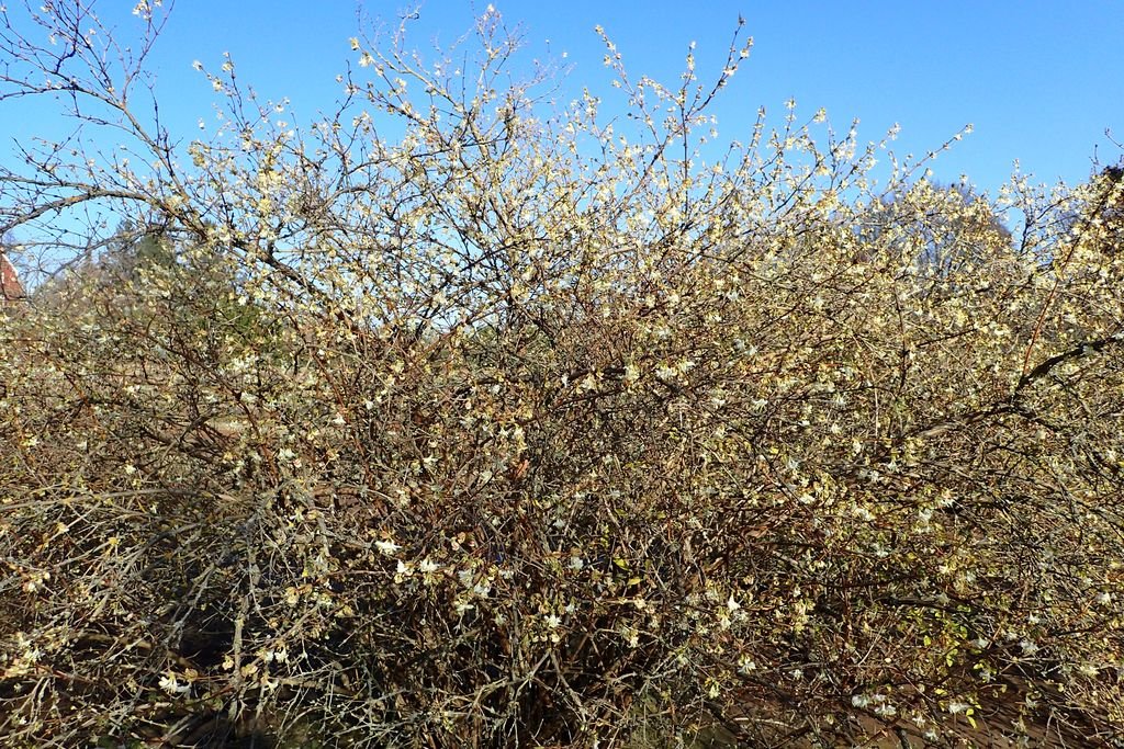 Purpus honeysuckle (Lonicera × purpusii) - growing guides