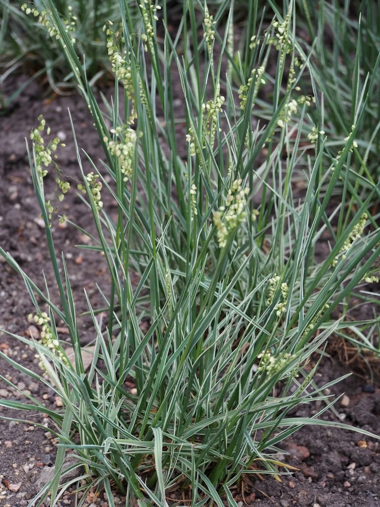 Quaking grass 'Russells' (Briza media 'Russells') - growing guides