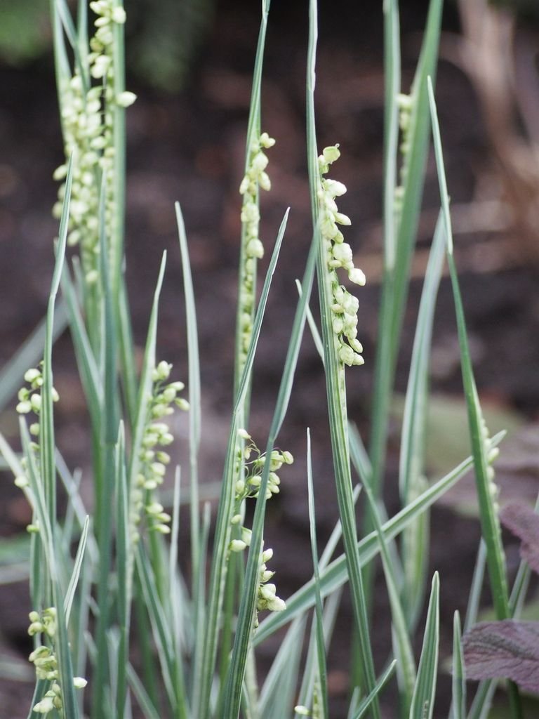 Quaking grass 'Russells' (Briza media 'Russells') - growing guides