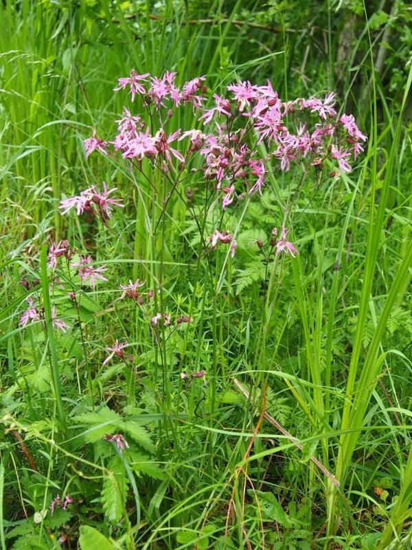 Ragged robin (Lychnis flos-cuculi) - growing guides