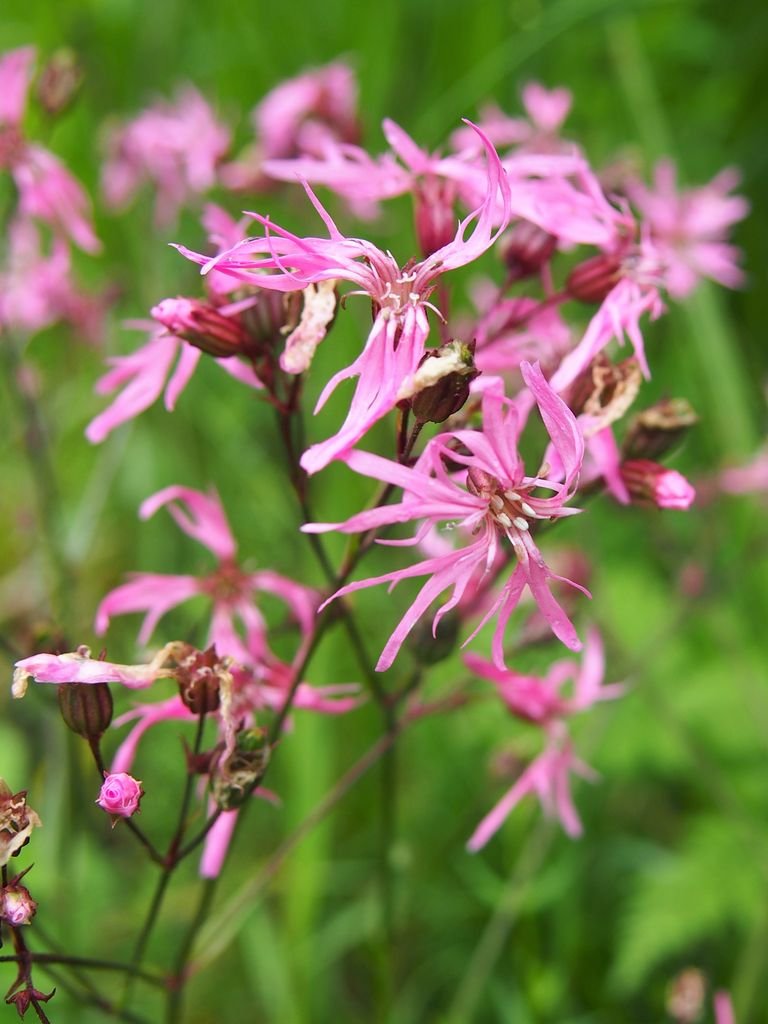 Ragged robin (Lychnis flos-cuculi) - growing guides