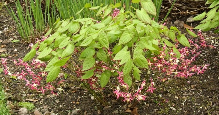 Epimedium Rubrum Barrenwort