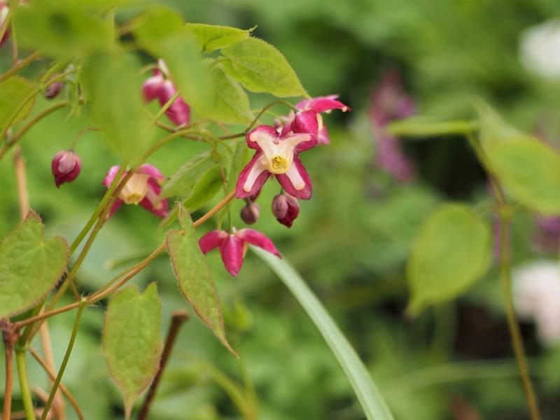 Red barrenwort (Epimedium × rubrum) - growing guides