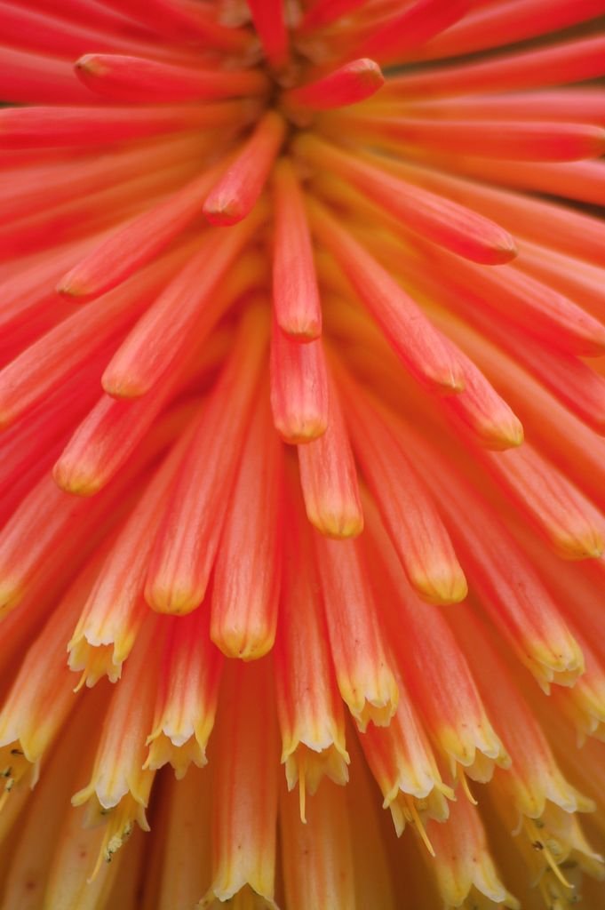 Rooper's red-hot poker (Kniphofia rooperi) - growing guides