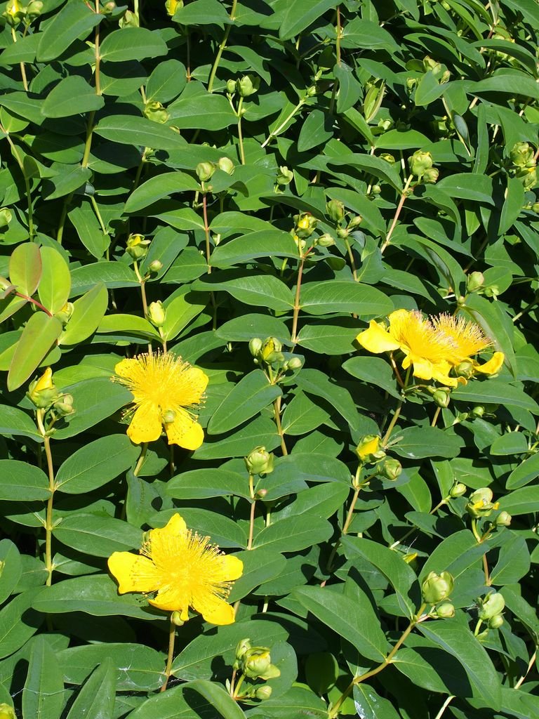 Rose of Sharon (Hypericum calycinum) - growing guides