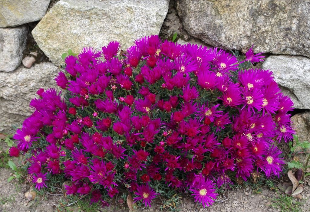 Rosy shining plant (Lampranthus roseus) - growing guides