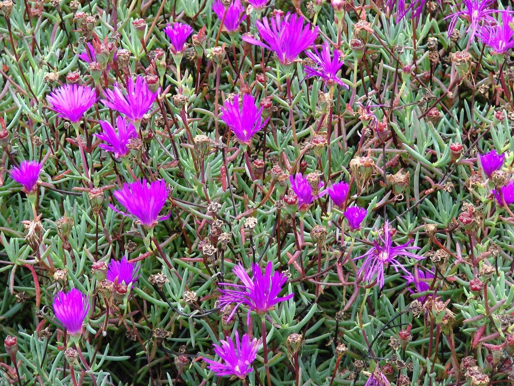 Rosy shining plant (Lampranthus roseus) - growing guides