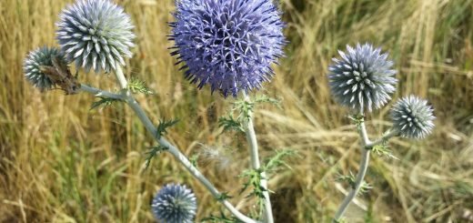Small globe thistle (Echinops ritro L.) - growing guides