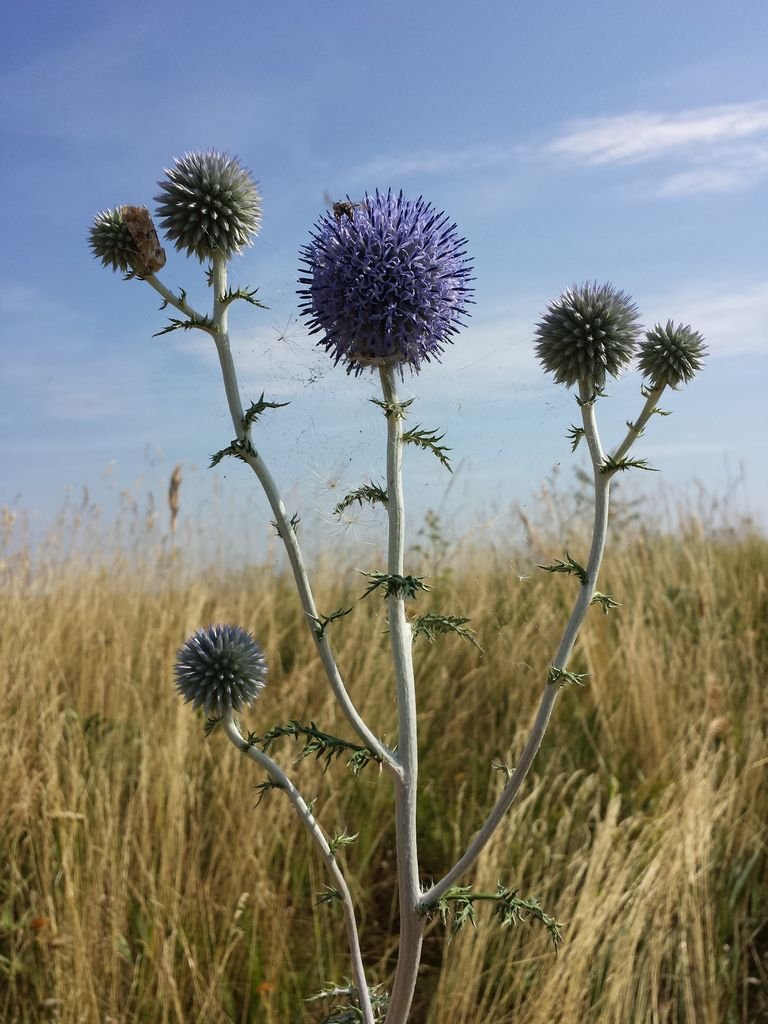 Ruthenian globe thistle (Echinops ritro subsp. ruthenicus) - growing guides