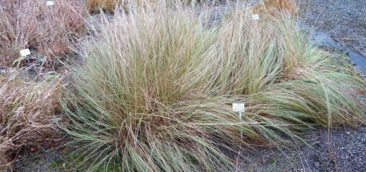 African love grass (Eragrostis curvula) - growing guides