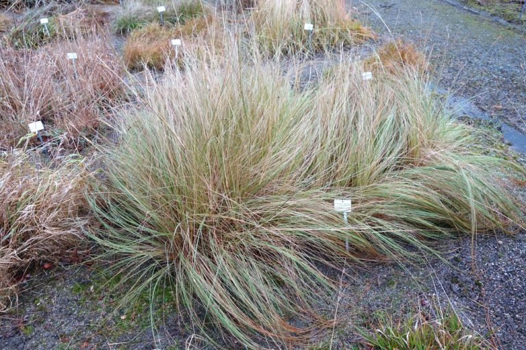 Sand love grass (Eragrostis trichodes) - growing guides