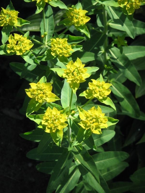 Schilling spurge (Euphorbia schillingii) - growing guides