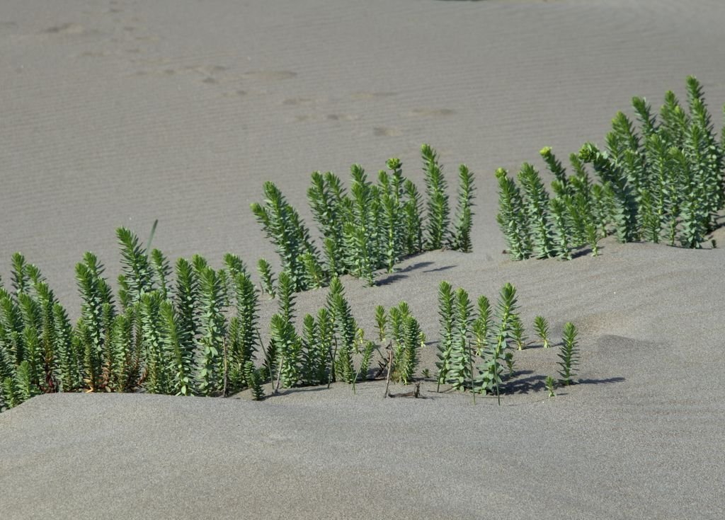 Sea spurge (Euphorbia paralias) - growing guides