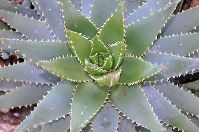 Short-leaved aloe (Aloe brevifolia) - growing guides