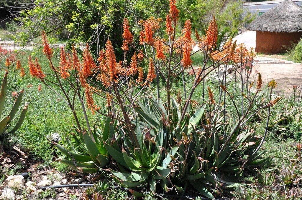 Short-leaved aloe (Aloe brevifolia) - growing guides