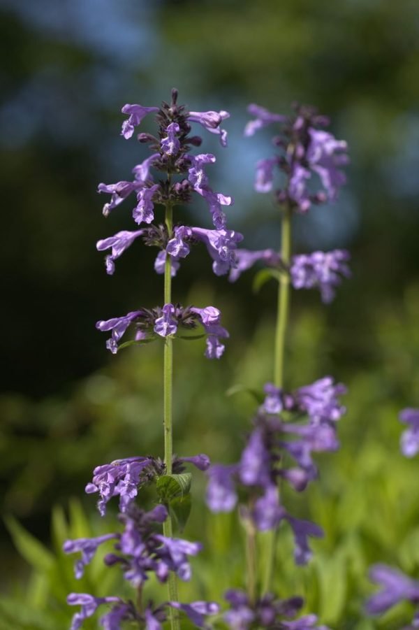 Siberian catmint (Nepeta sibirica) - growing guides