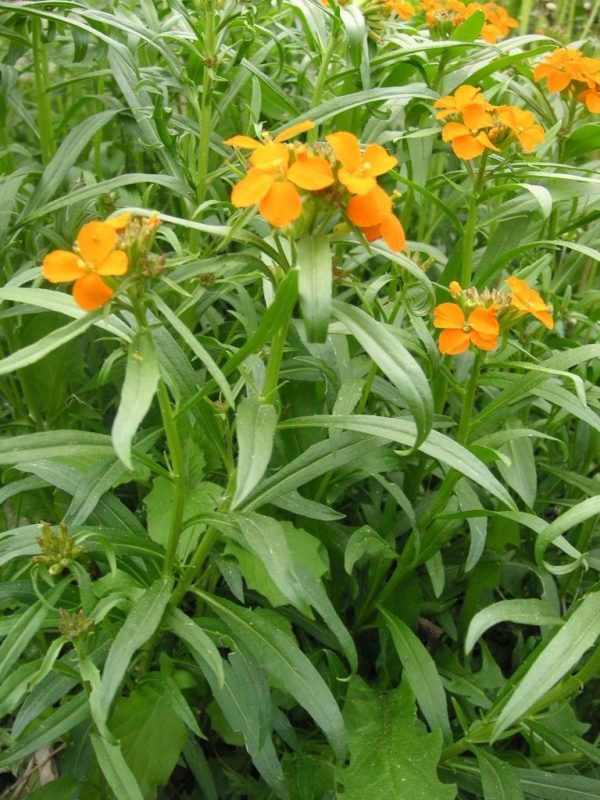 Siberian wallflower (Erysimum × marshallii) - growing guides