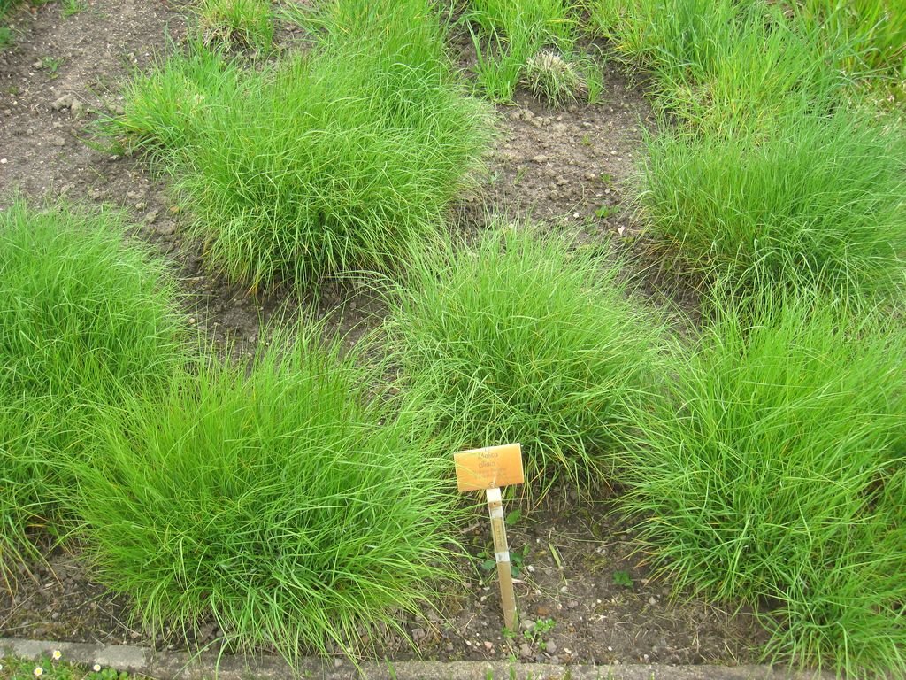 Silky-spike melic (Melica ciliata) - growing guides
