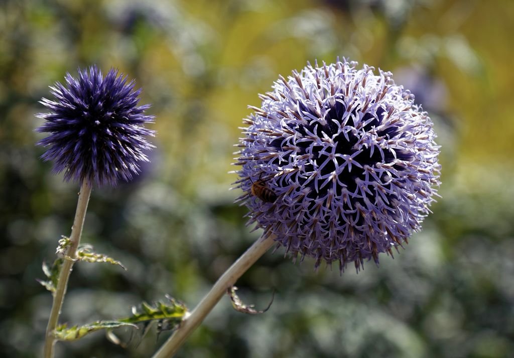 Small globe thistle (Echinops ritro L.) - growing guides