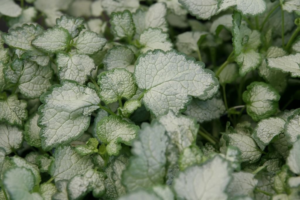 Spotted deadnettle 'Beacon Silver' (Lamium maculatum 'Beacon Silver ...