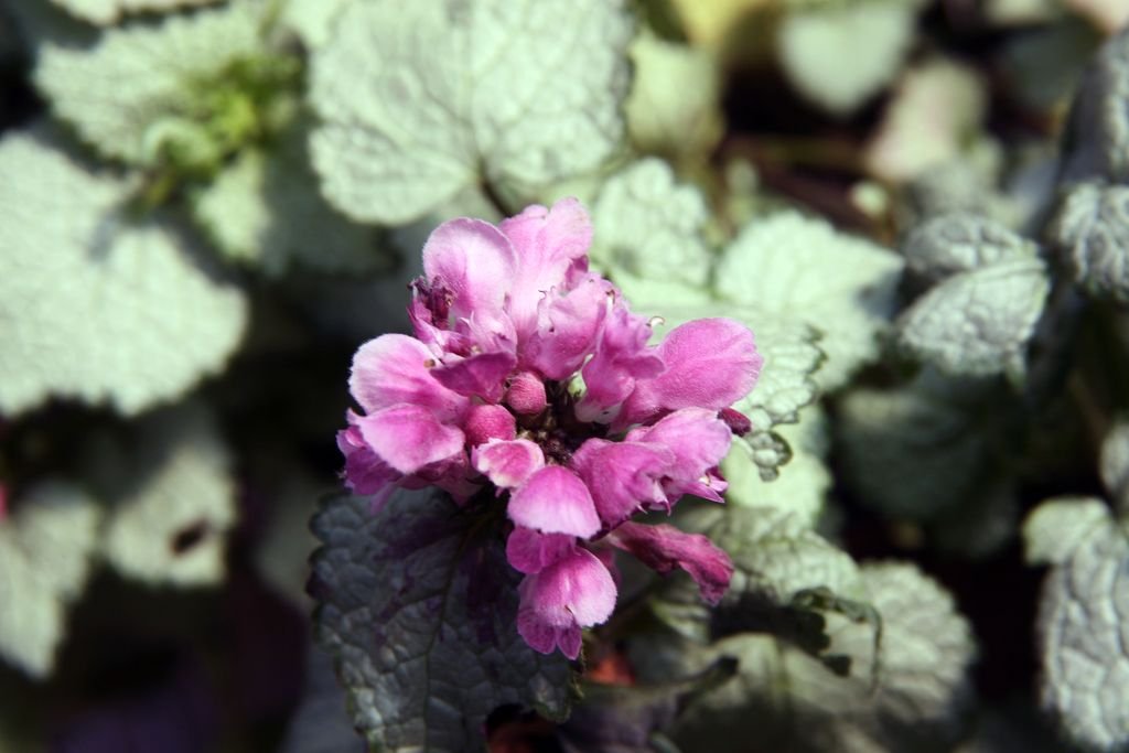 Spotted deadnettle 'Beacon Silver' (Lamium maculatum 'Beacon Silver ...