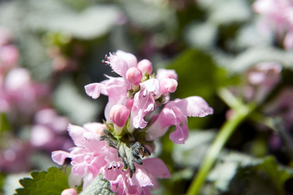 Spotted deadnettle 'Pink Pewter' (Lamium maculatum 'Pink Pewter ...