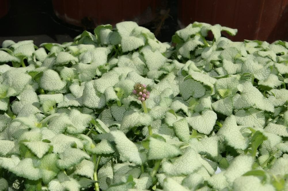Spotted deadnettle 'White Nancy' (Lamium maculatum 'White Nancy ...