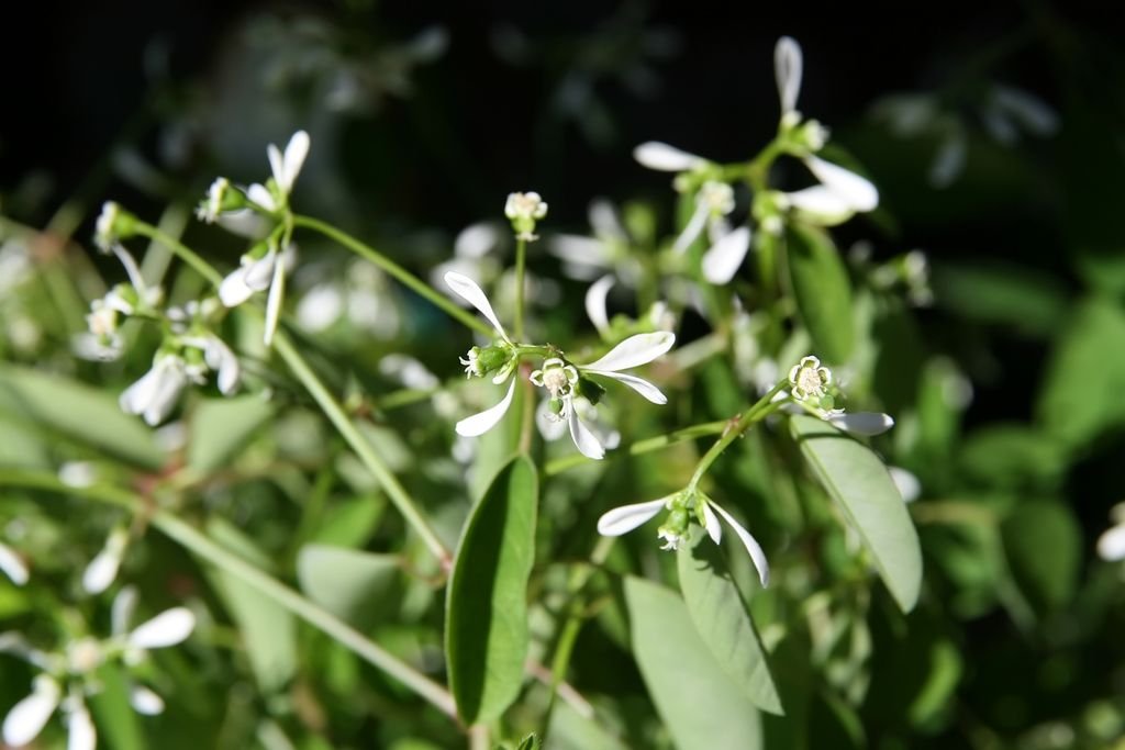 Spurge Diamond Frost (Euphorbia hypericifolia Diamond Frost 'Inneuphe ...