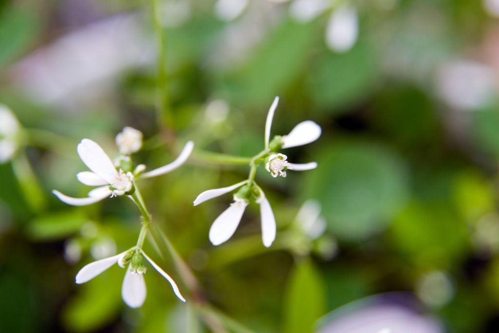 Spurge Diamond Frost (Euphorbia hypericifolia Diamond Frost 'Inneuphe ...