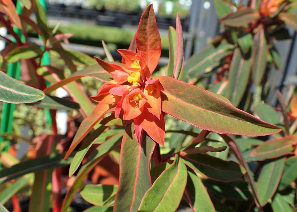Spurge 'Fireglow' (Euphorbia griffithii 'Fireglow') - growing guides