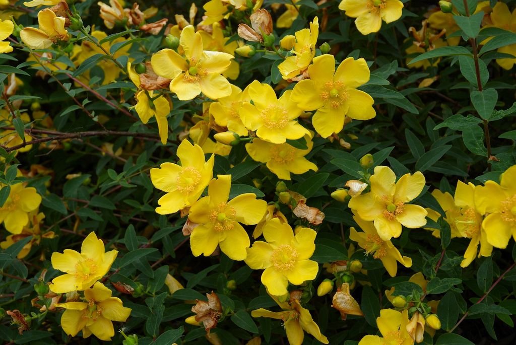 St John's wort 'Hidcote' (Hypericum × hidcoteense 'Hidcote') - growing ...