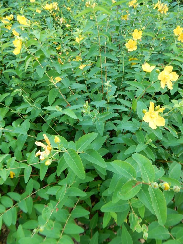 St John's wort 'Hidcote' (Hypericum × hidcoteense 'Hidcote') - growing ...