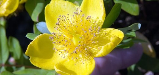 Gold flower (Hypericum × moserianum) - growing guides