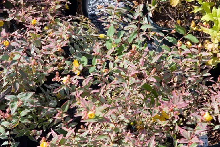 St John's wort 'Tricolor' (Hypericum × moserianum 'Tricolor') - growing ...
