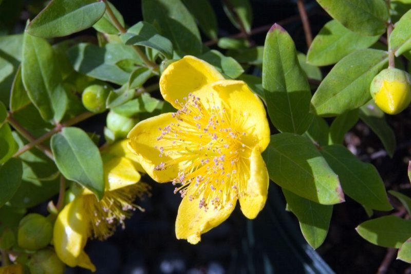 St John's wort 'Tricolor' (Hypericum × moserianum 'Tricolor') - growing ...