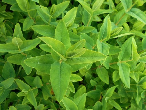 Stinking St John's wort (Hypericum hircinum) - growing guides