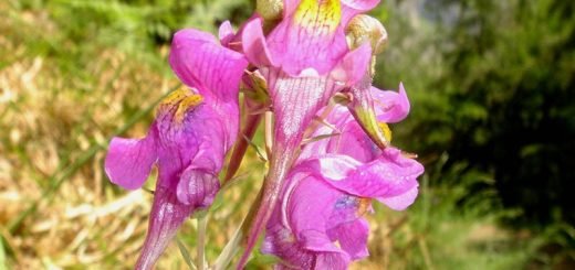 Purple toadflax (Linaria purpurea) - growing guides