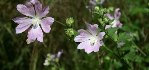 Tree mallow (Lavatera maritima) - growing guides