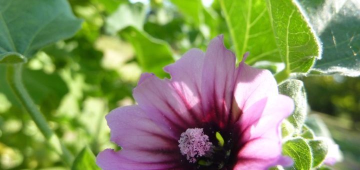 Lavatera Genus - Dear Plants