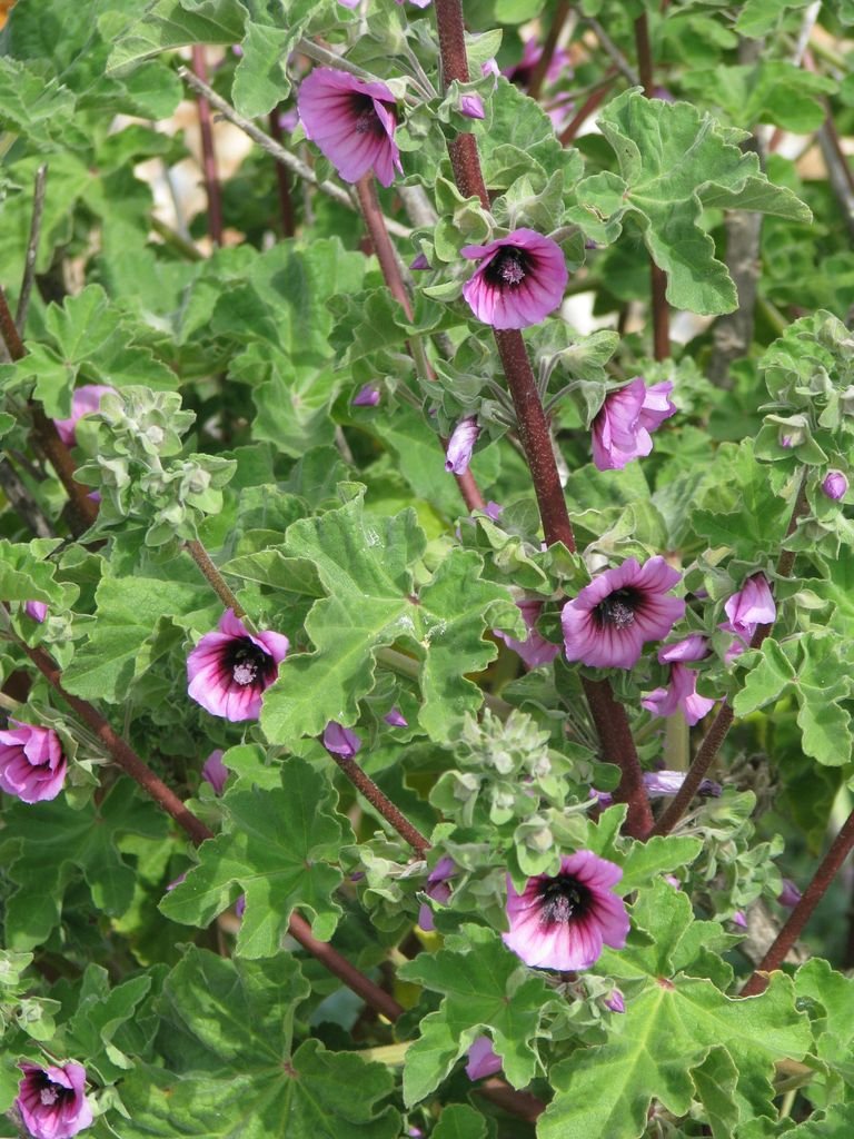 Tree mallow (Lavatera arborea) - growing guides
