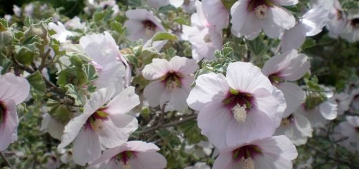 Tree mallow (Lavatera arborea) - growing guides