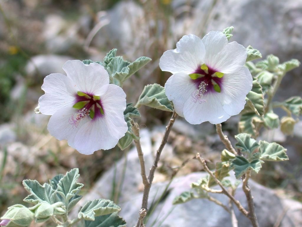 Tree mallow (Lavatera maritima) - growing guides