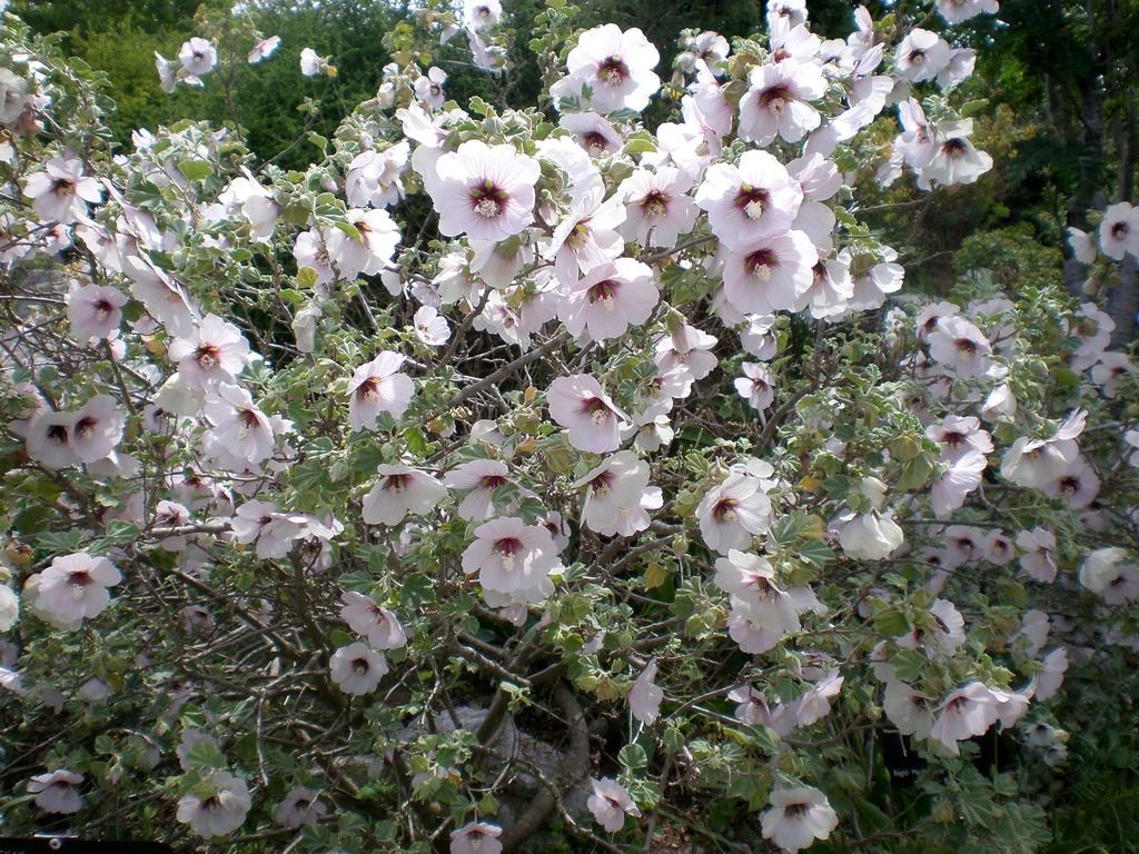 Tree mallow (Lavatera maritima) - growing guides
