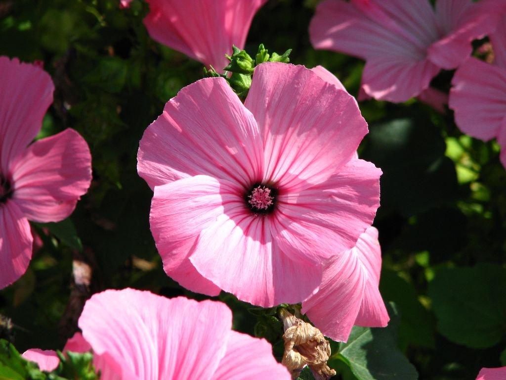 Tree mallow 'Pink Beauty' (Lavatera trimestris 'Pink Beauty') - growing ...