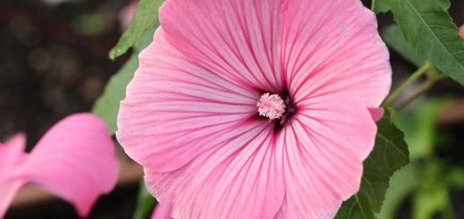 Tree mallow (Lavatera maritima) - growing guides