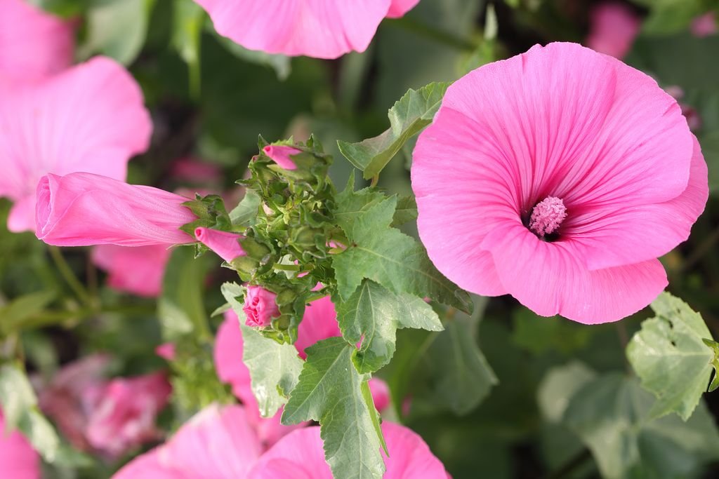 Tree mallow 'Silver Cup' (Lavatera trimestris 'Silver Cup') - growing ...