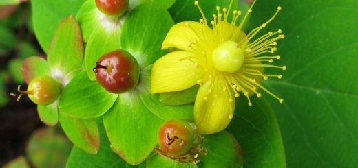 Hypericum bellum - growing guides