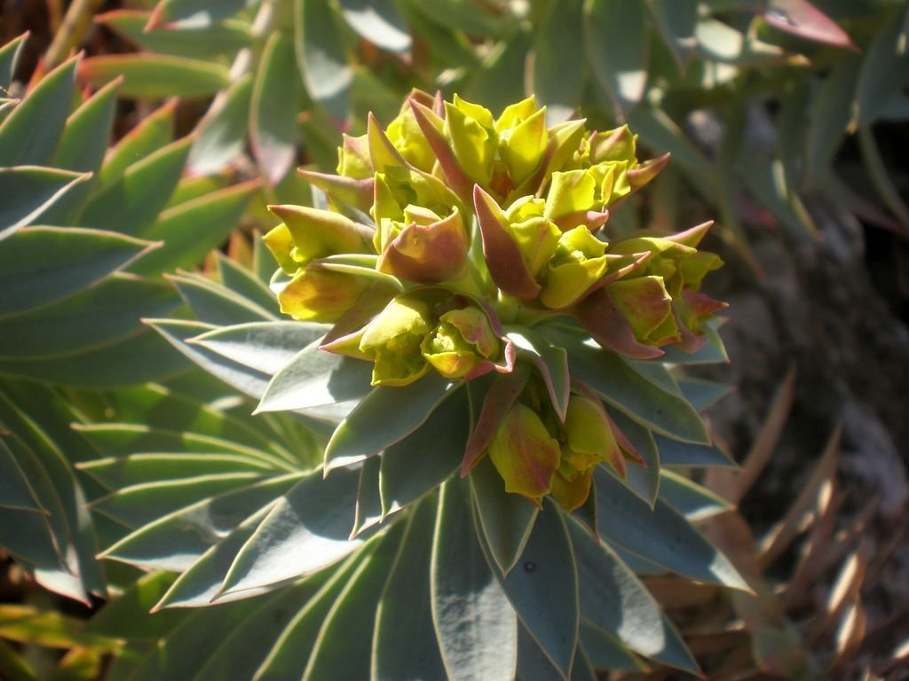 Upright myrtle spurge (Euphorbia rigida) - growing guides