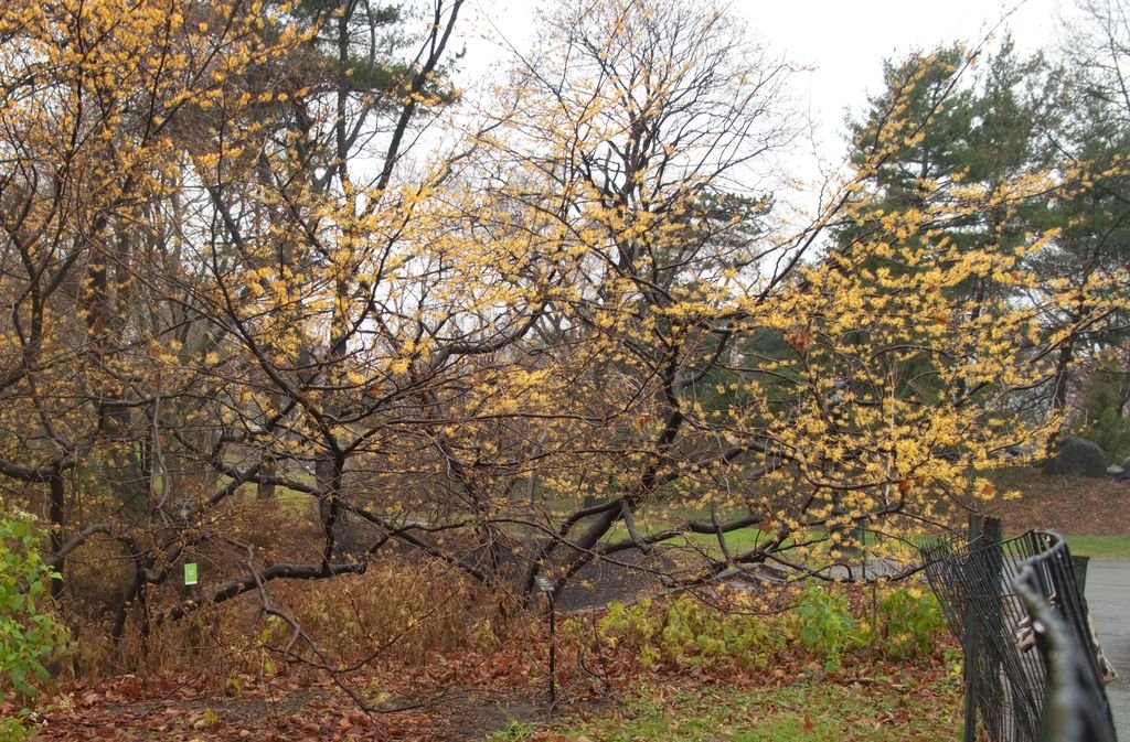 Virginian witch hazel (Hamamelis virginiana) - growing guides