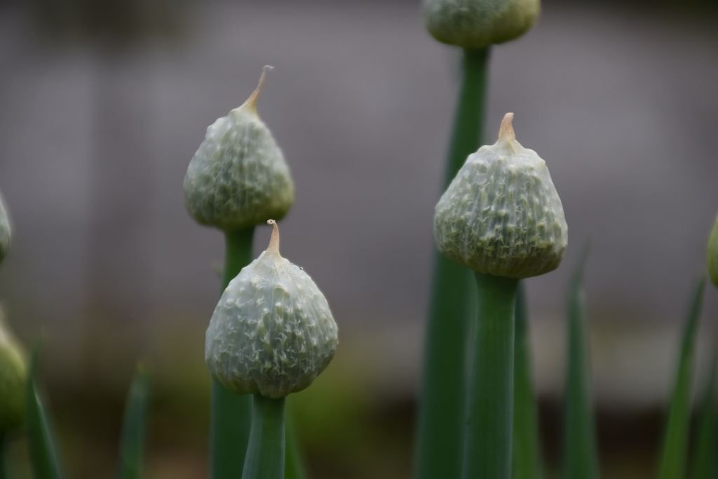 Welsh onion (Allium fistulosum) - growing guides